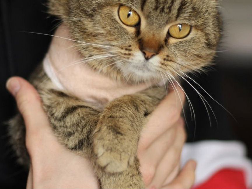 Кошка в добрые руки