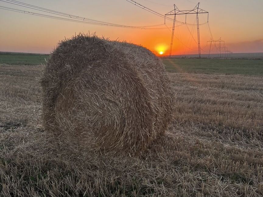 Солома пшеничная