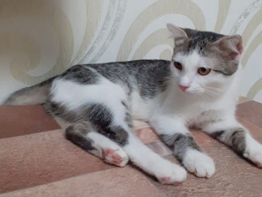 Котёнок Оливия