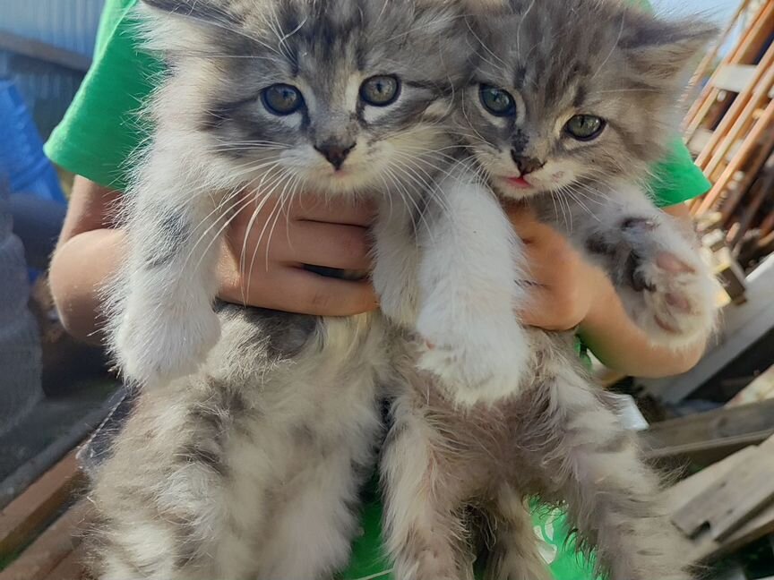 Милые красивые котята