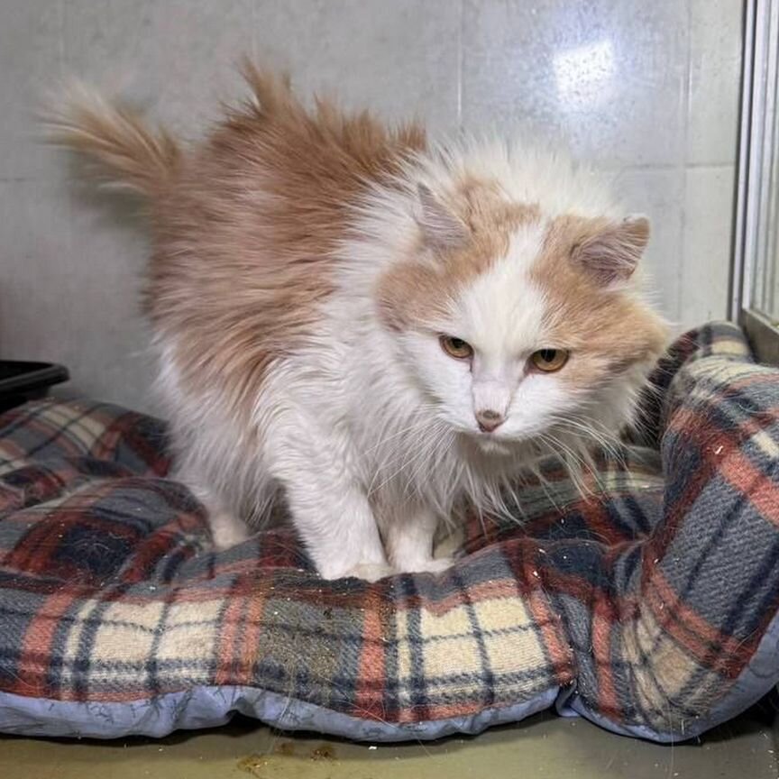 Взрослая, Девочка кошка в добрые руки