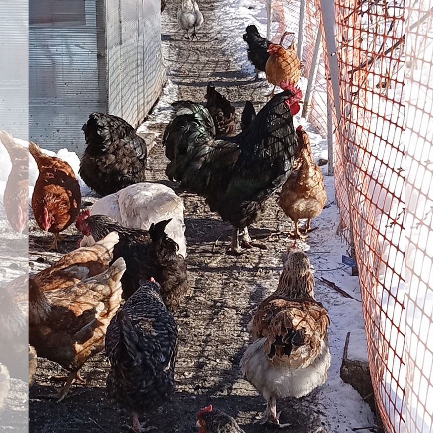 Яйца для инкубации