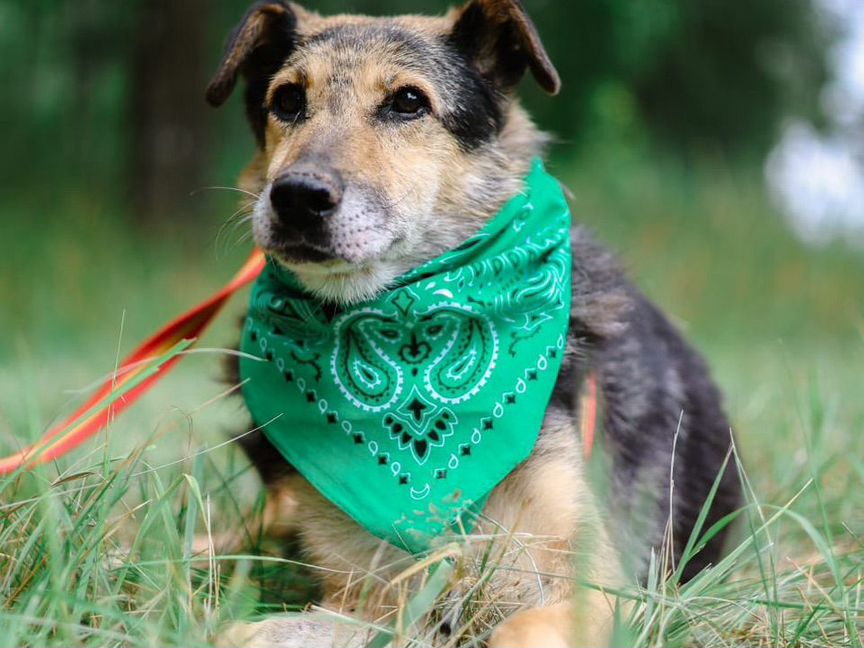 Шанель-собаченька застенчивая красотка ищет дом