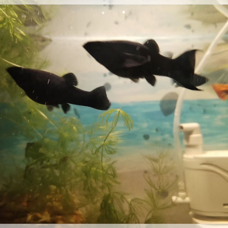 Молинезии рыбы аквариумные 10шт