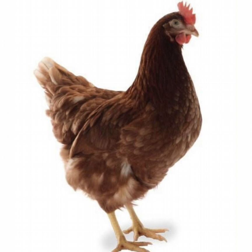 Куры несушки продам