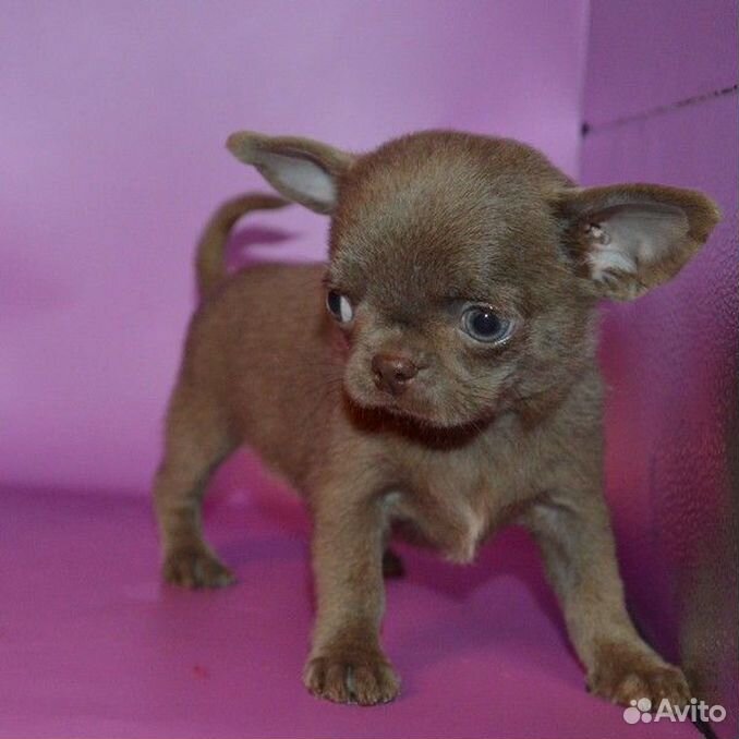 Лиловые мальчишки, есть и девочки, к/ш и д/ш