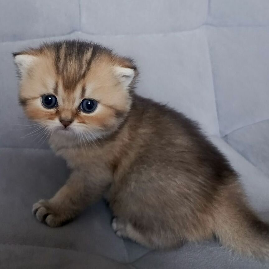 Шотландский вислоухий короткошёрстный котёнок
