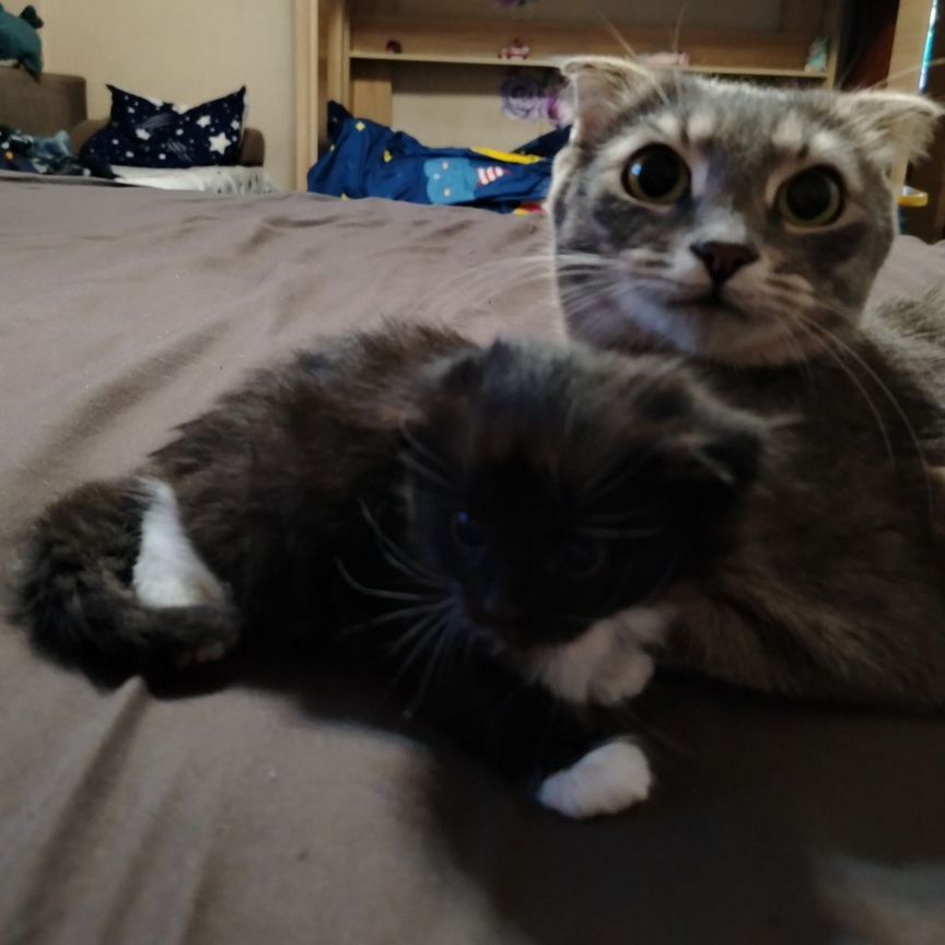 Котёнок в добрые руки