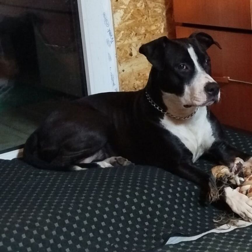 Американский стаффордширский терьер, взрослая собака