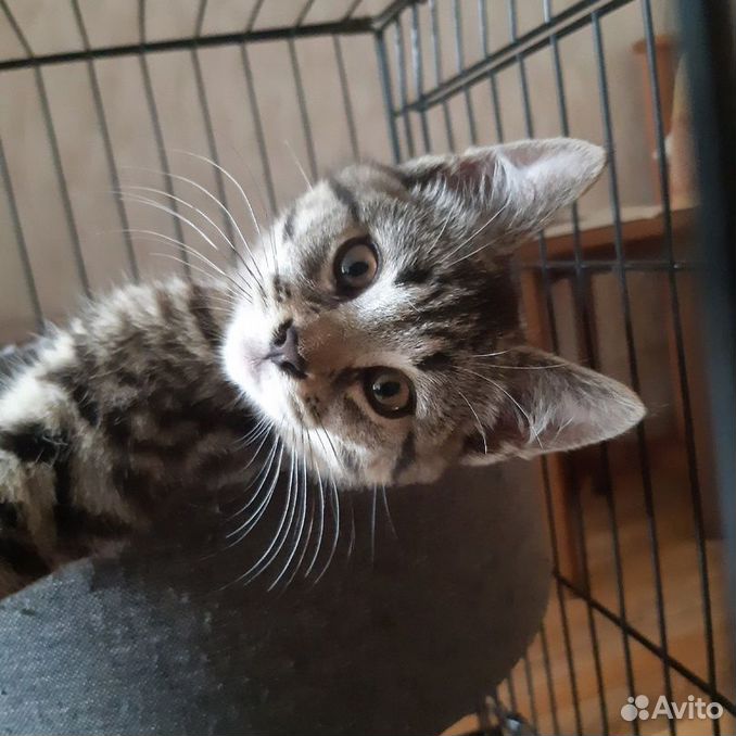 Обаятельной кисоньке Василиске нужен дом