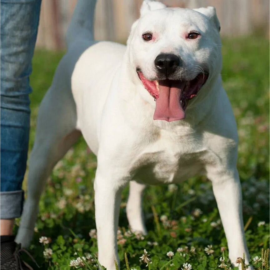 Амстафф в добрые руки