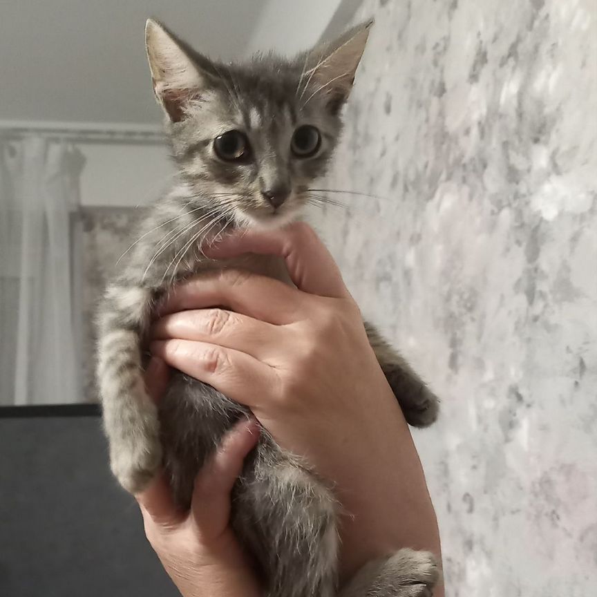 Котенок Луи с грустными глазами