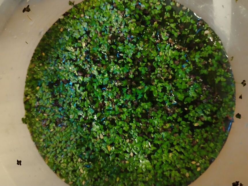 Аквариумные растения