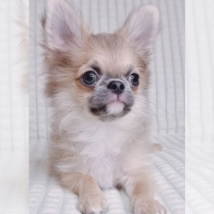 Чихуахуа кукольный парень, голубой соболь