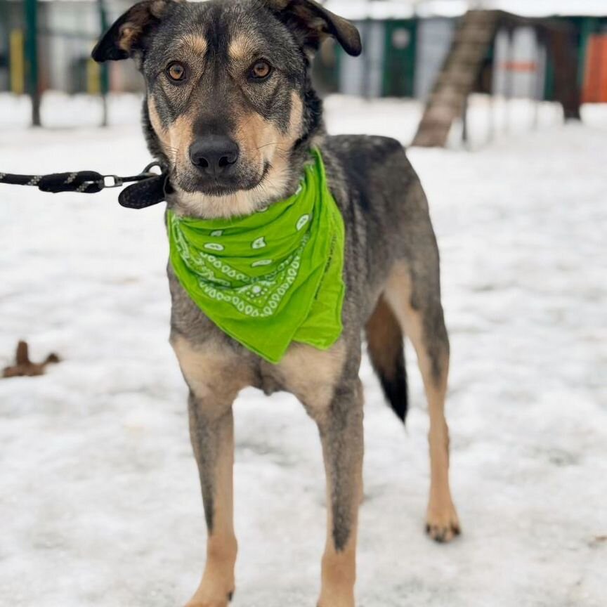 Собака в приюте