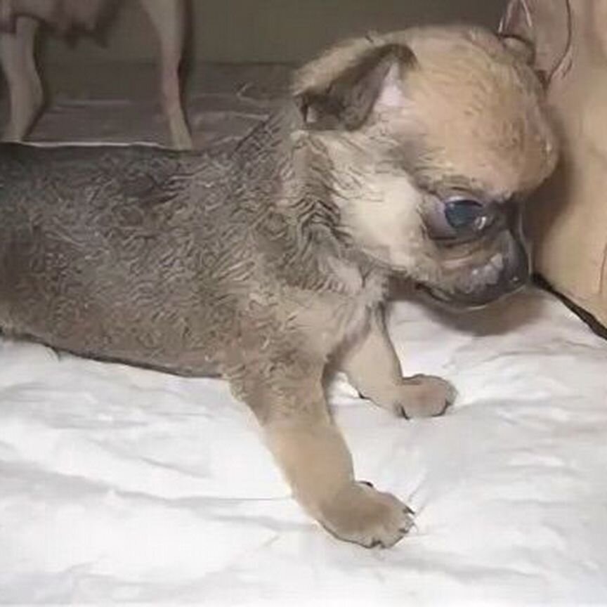 Мини чихуа в любящие руки