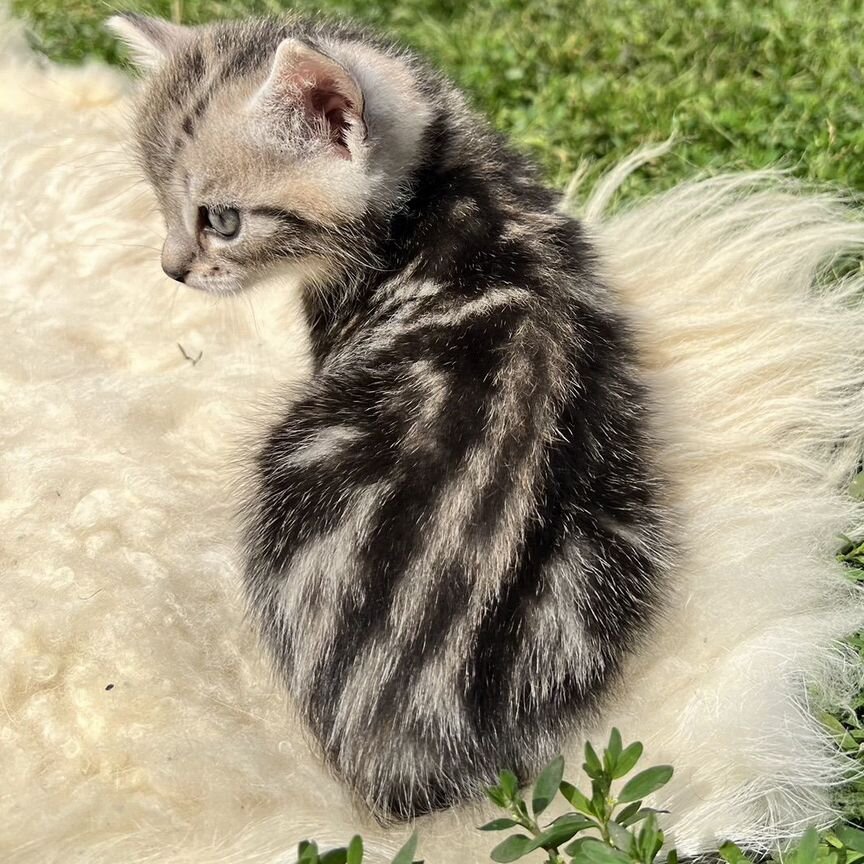 Котята Курильского бобтейла