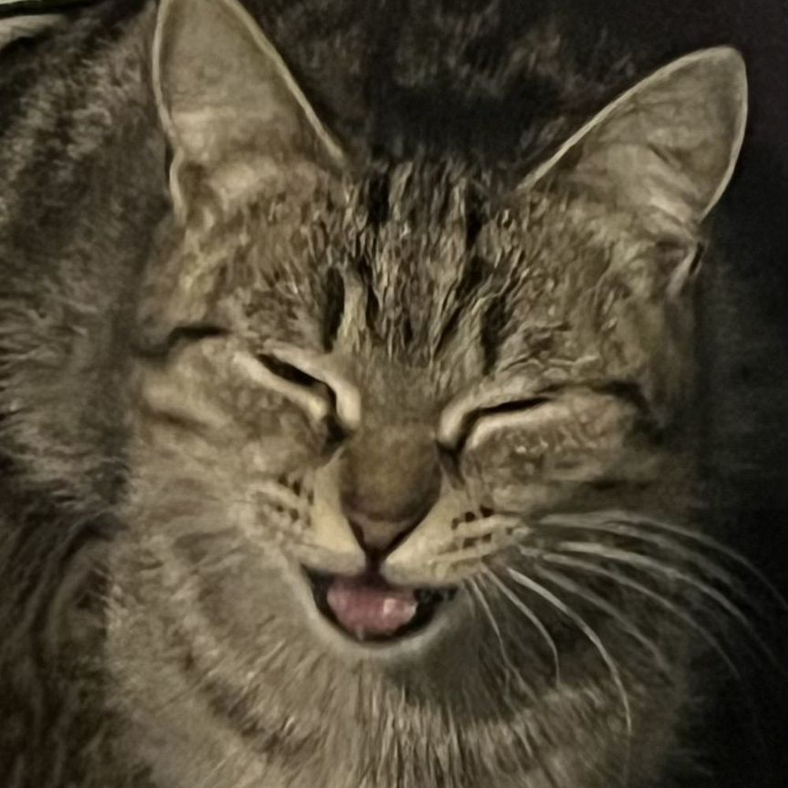 Кошка потеряшка