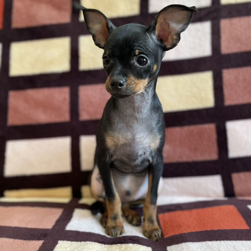 Филипп ждет маму