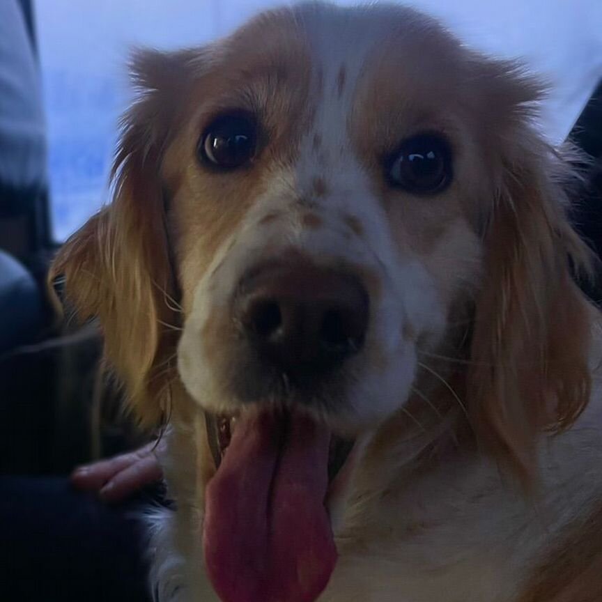 Спаниель на вязку