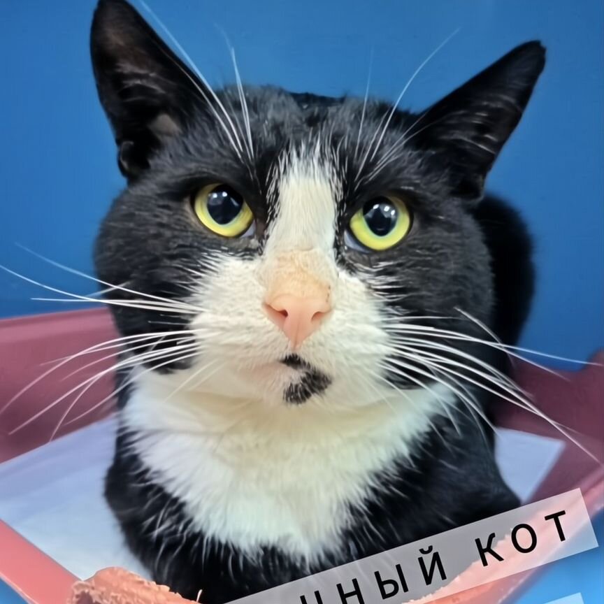 Взрослый кот в добрые руки