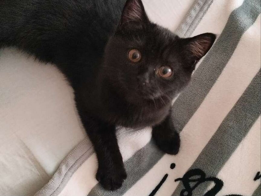 Британская кошечка