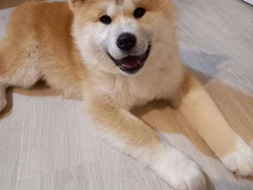 Щенки акита ину