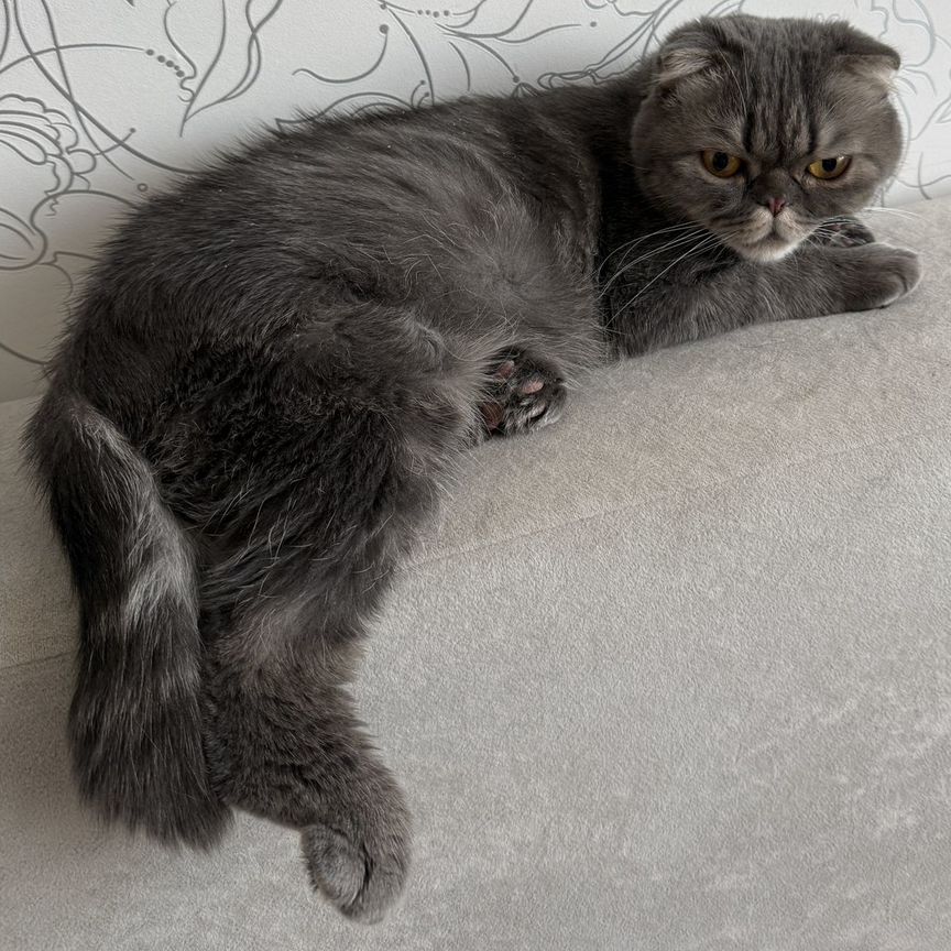 Шотландская вислоухая длинношёрстная, взрослая кошка