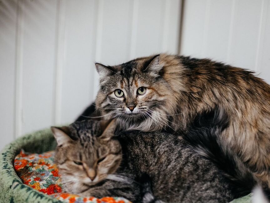 Кошка Лара ищет дом