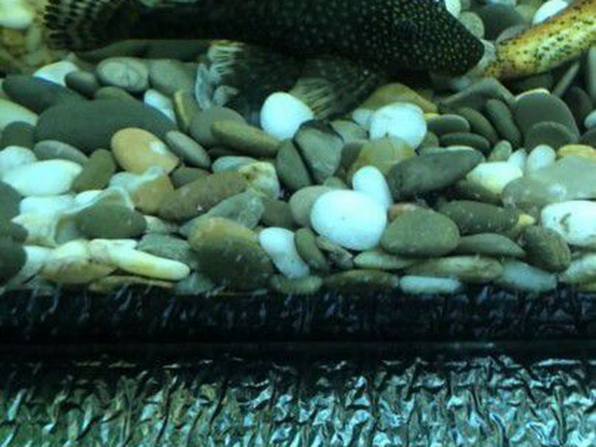 Живая рыба сом