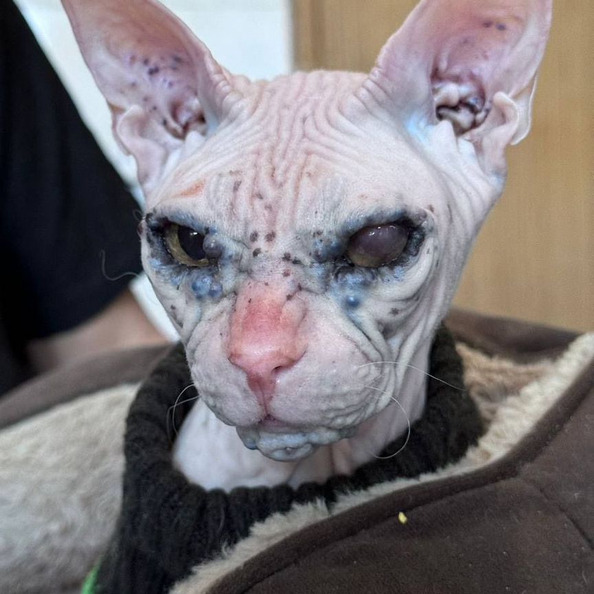 Возрастная кошка оказалась в приюте