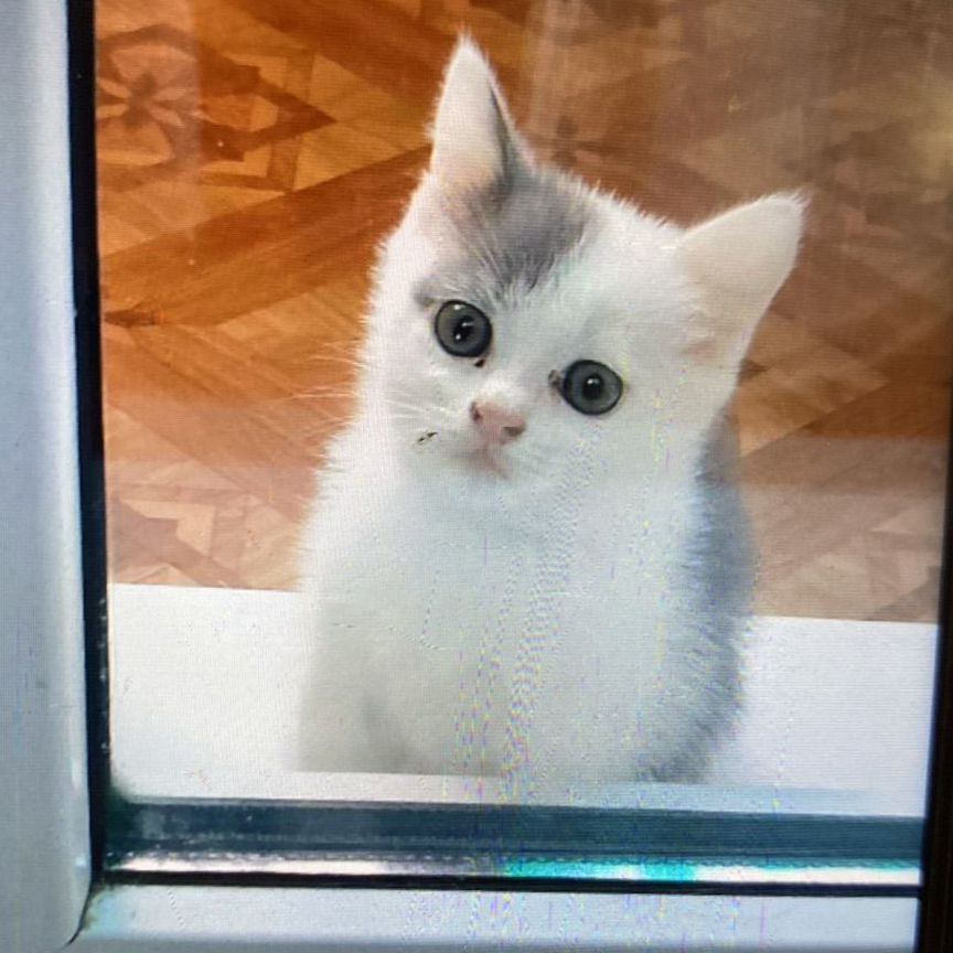 Отдам котика в добрые руки