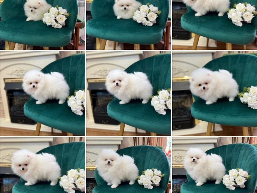 Шпиц от чемпионов