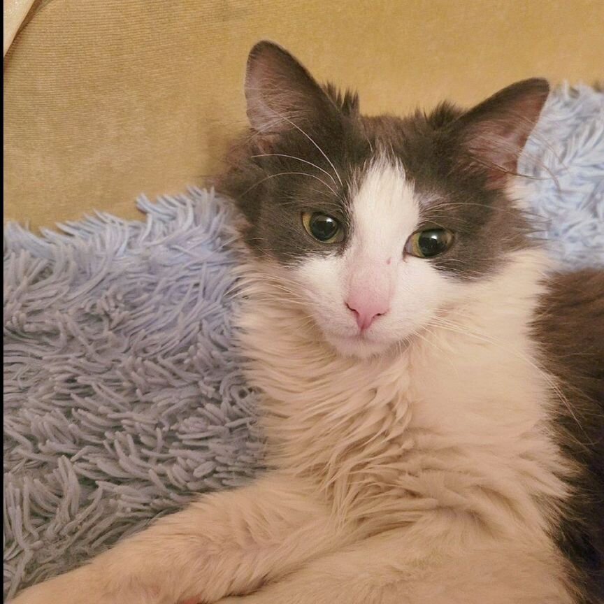 Котята в добрые руки бесплатно мальчик