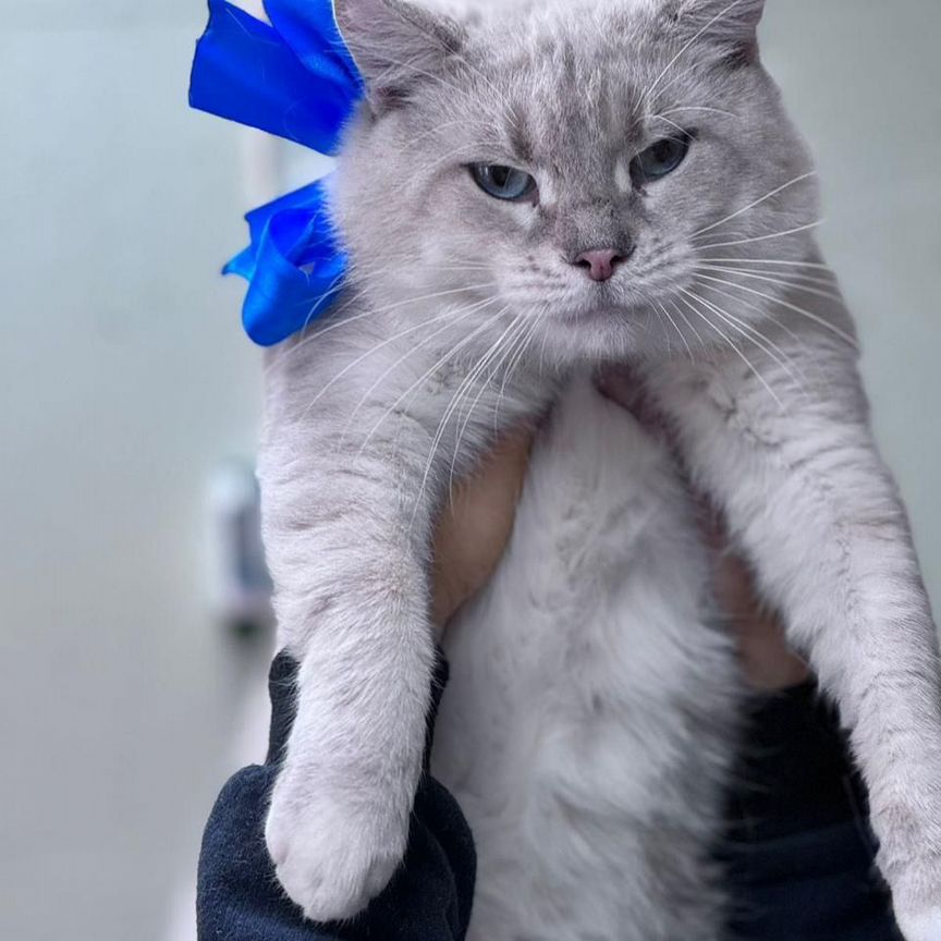 Кот из приюта