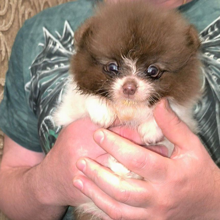 Померанский шпиц, щенок