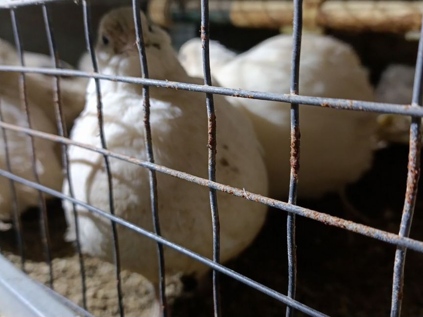 Перепела на корм животным или бульон