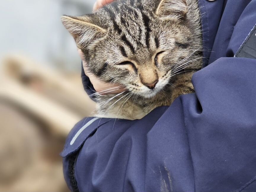Котята мальчики в добрые руки бесплатно