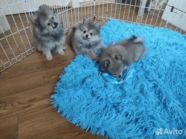 Очень красивые щенки померанского шпица