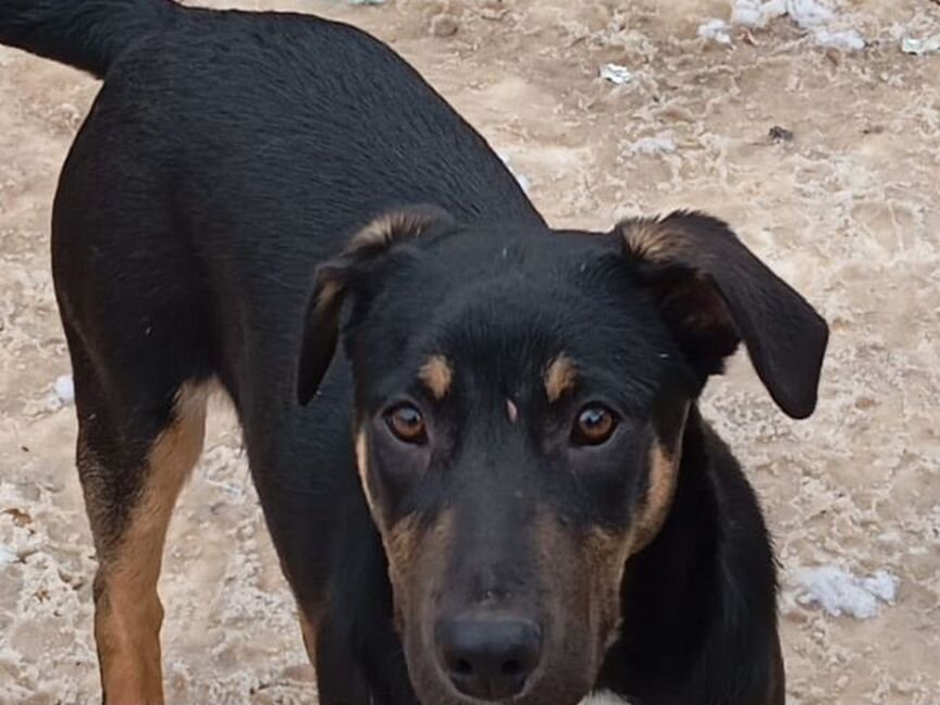 Собака в добрые руки