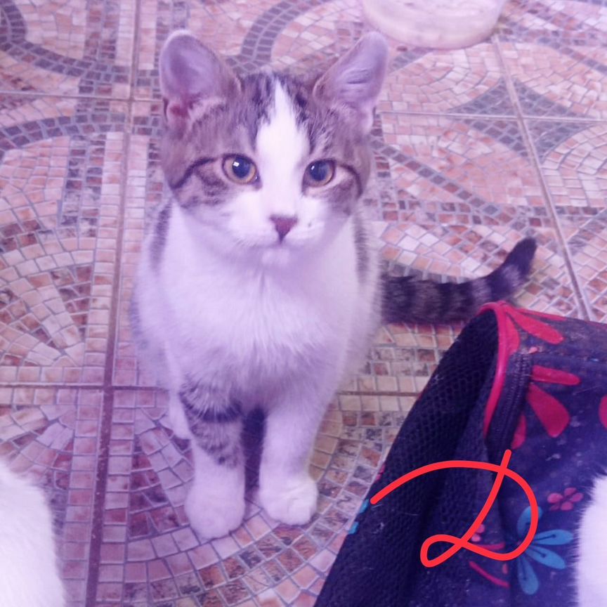 Котята ручные, забавные и игривые