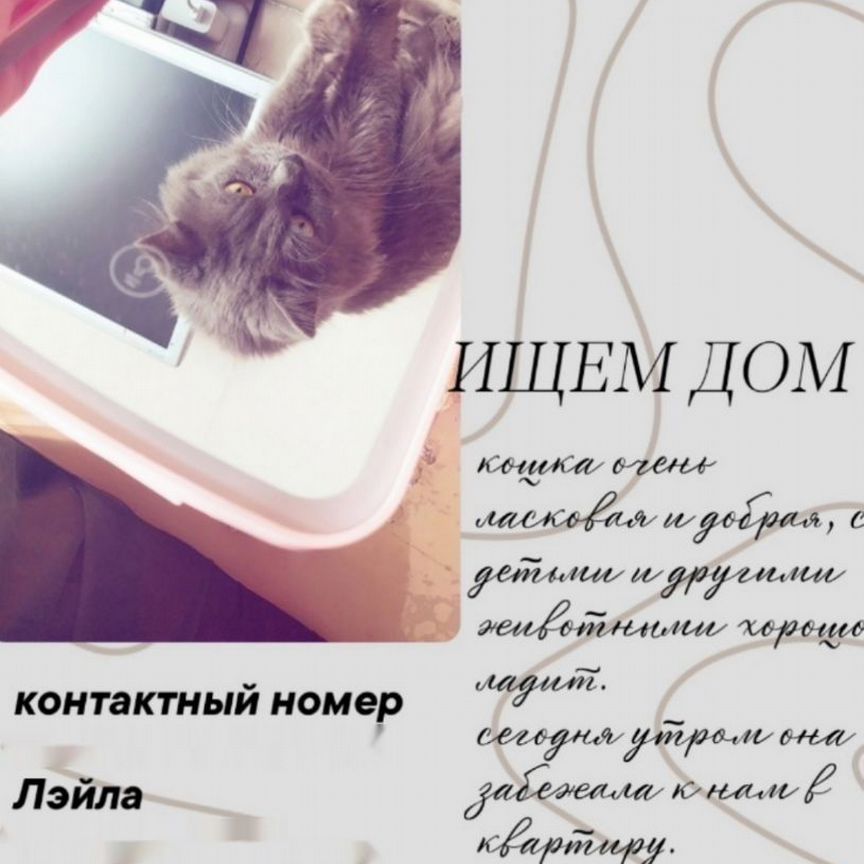Кошка