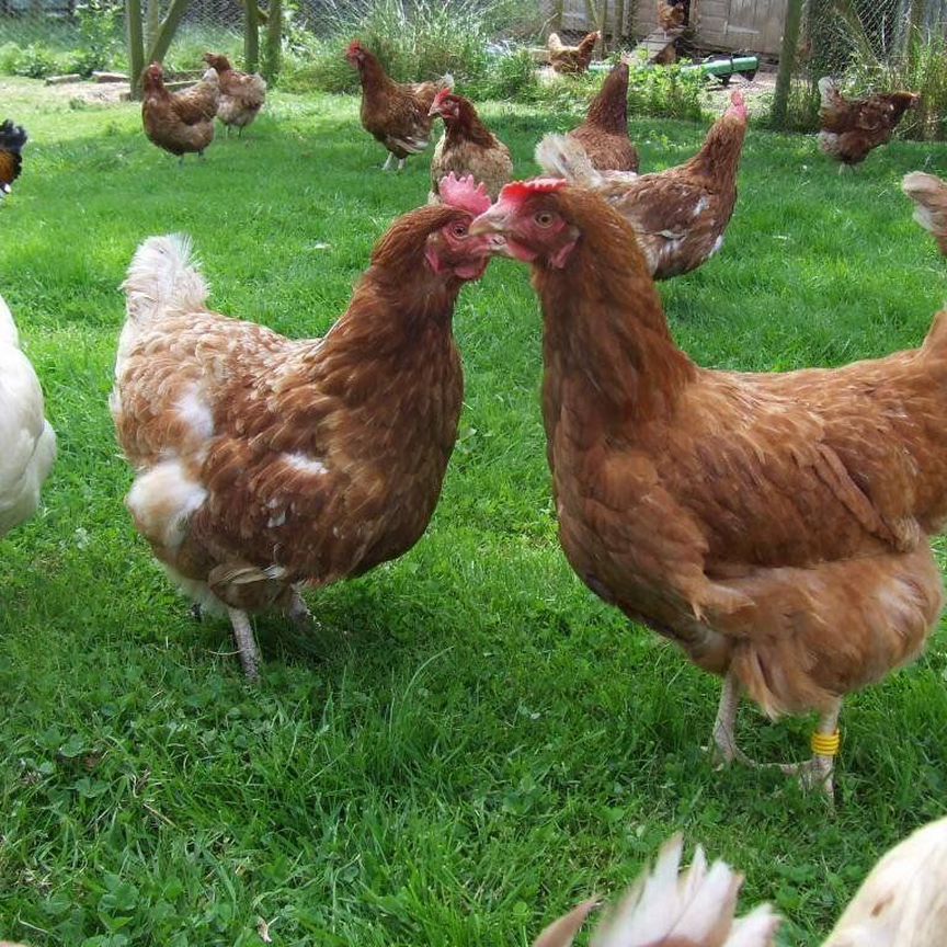Куры несушки с доставкой