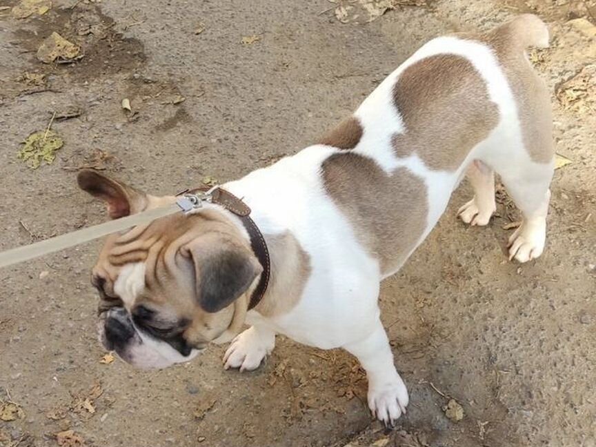 Французский бульдог(читать внимательно объявление)