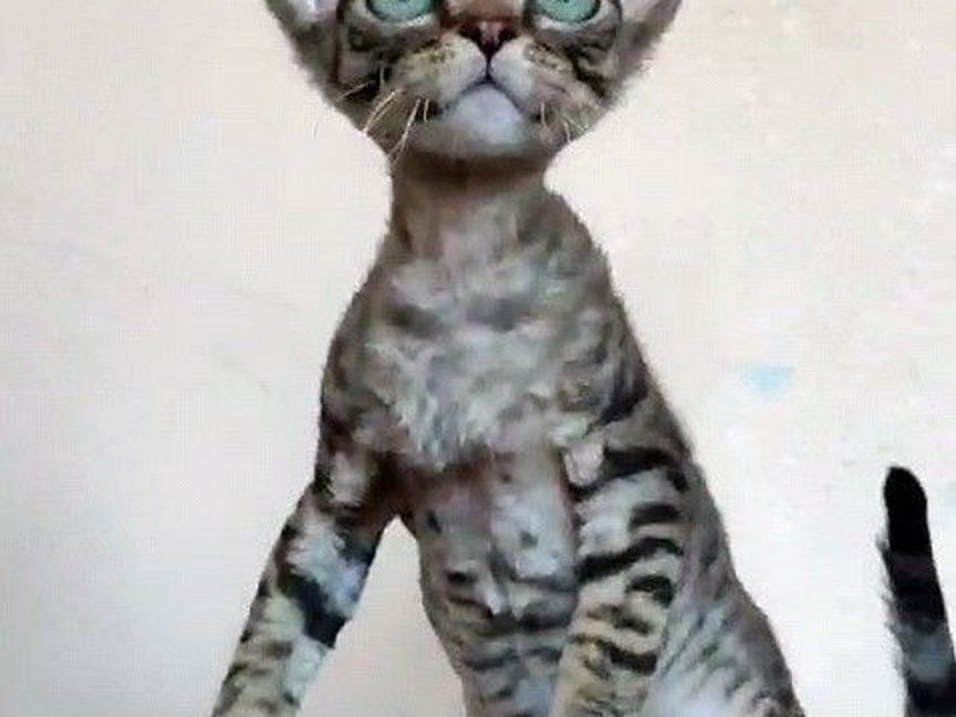 Котята девон-рекс