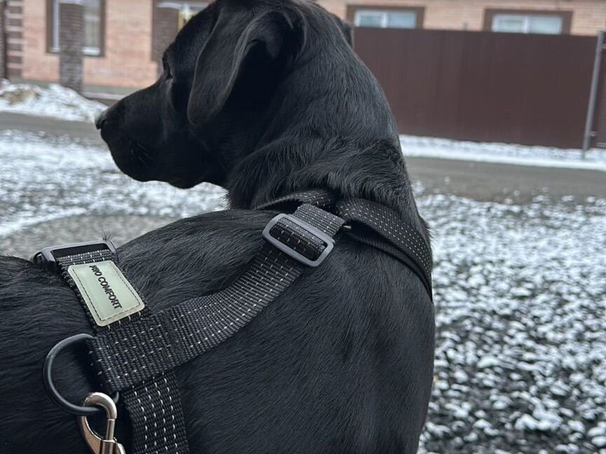 Отдам лабрадора