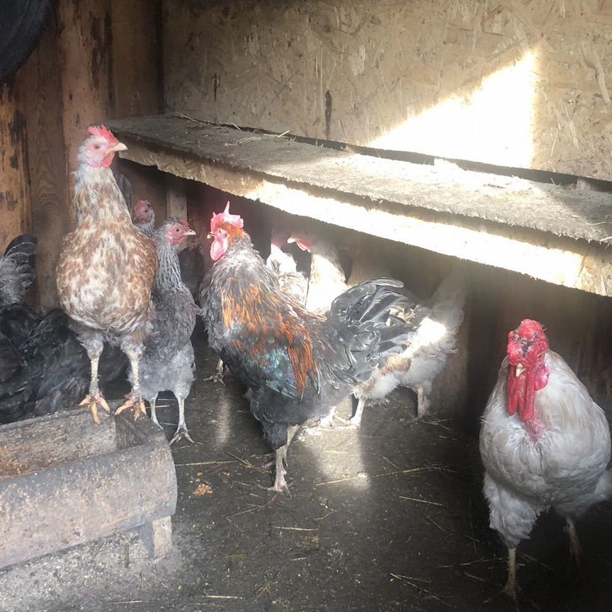 Петухи (9-10 месяцев)