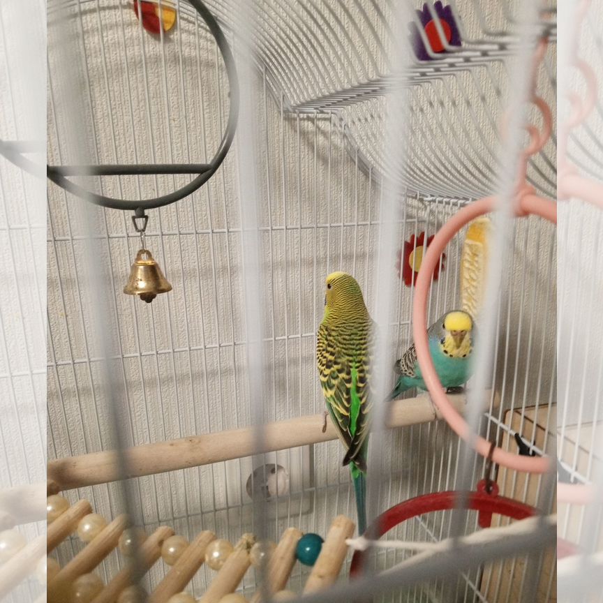 Волнистый попугай