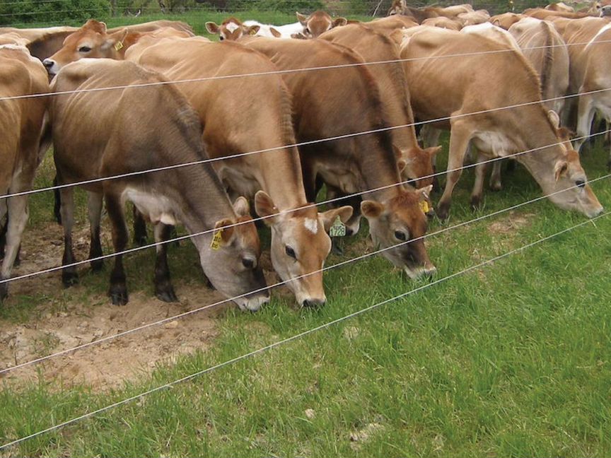 Электропастух dolly-280А 2Дж 12V/230V