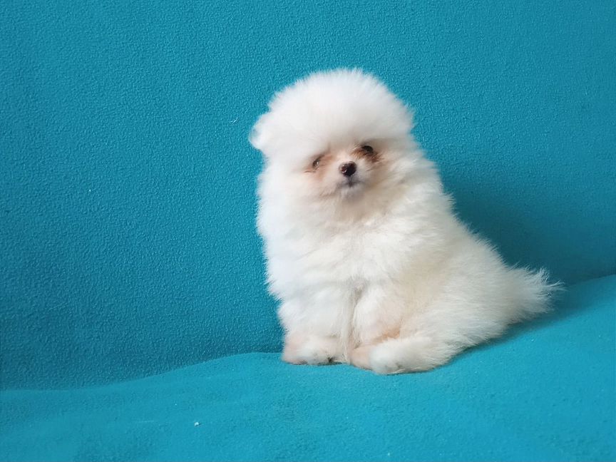 Белый мишка